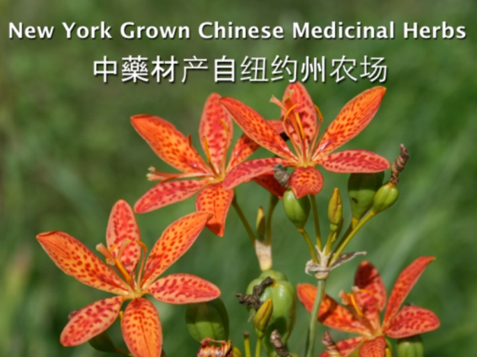 Chinese Medicinal Herbs logo – NYFVI.ORG